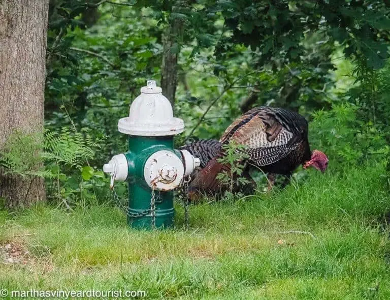 65 Fun Things To Do in Cape Cod for Kids on a Family Vacation in Cape Cod