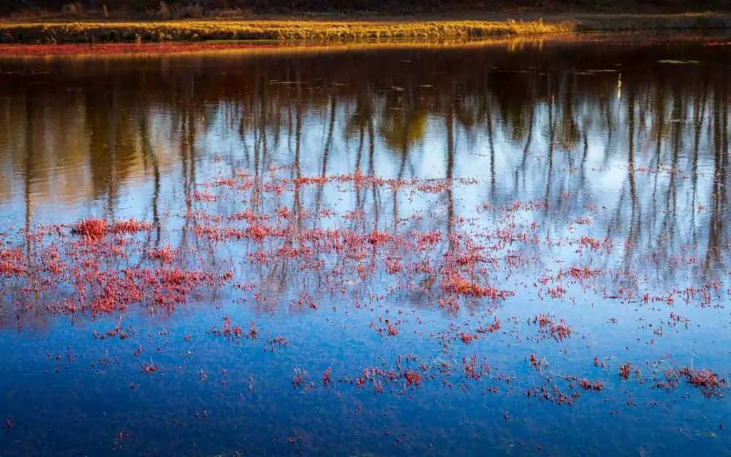 Why Cape Cod in the Fall is Fabulous (+ 5 Cool Cape Cod Fall Festivals)