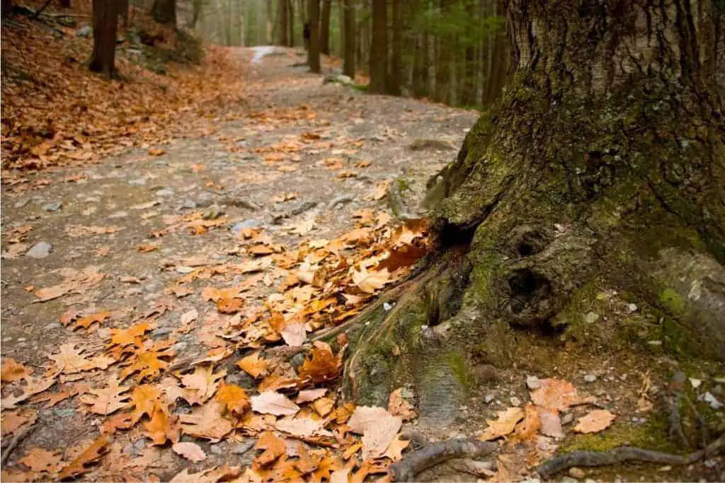 12 Great State Forests In Massachusetts For Year Round Fun!