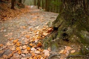 12 Great State Forests In Massachusetts For Year Round Fun!